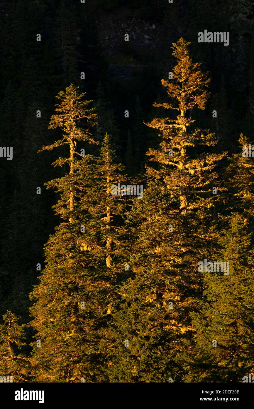 Ancient forest from Inspiration Point, Mt Rainier National Park ...