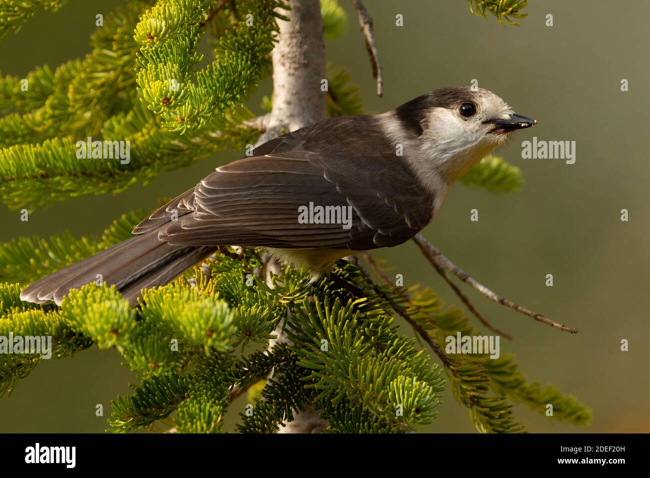 Gray jay (Perisoreus canadensis), Mt Rainier National Park, Washington ...