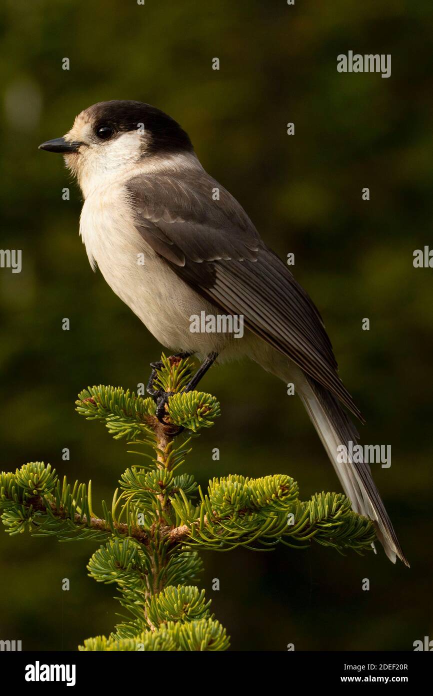 Gray jay (Perisoreus canadensis), Mt Rainier National Park, Washington ...