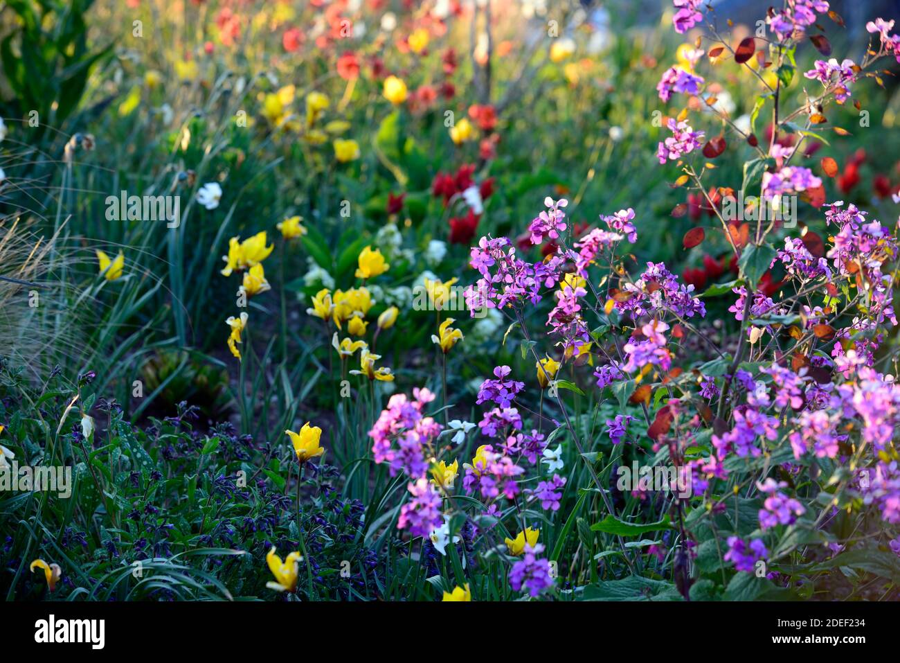 Lunaria annua chedglow hi-res stock photography and images - Alamy