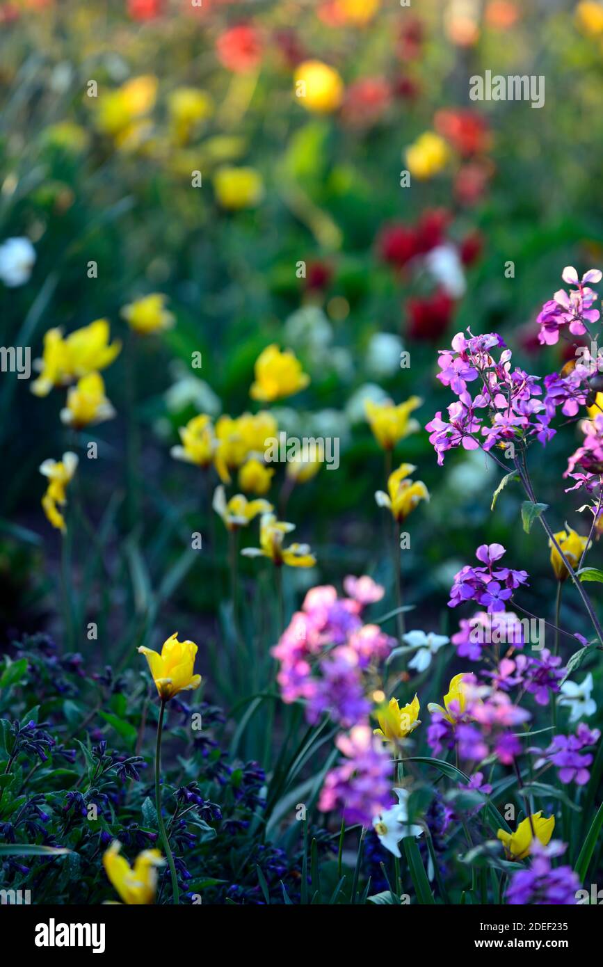 Lunaria annua Chedglow,annual honesty,purple honesty,,mix,mixed ...