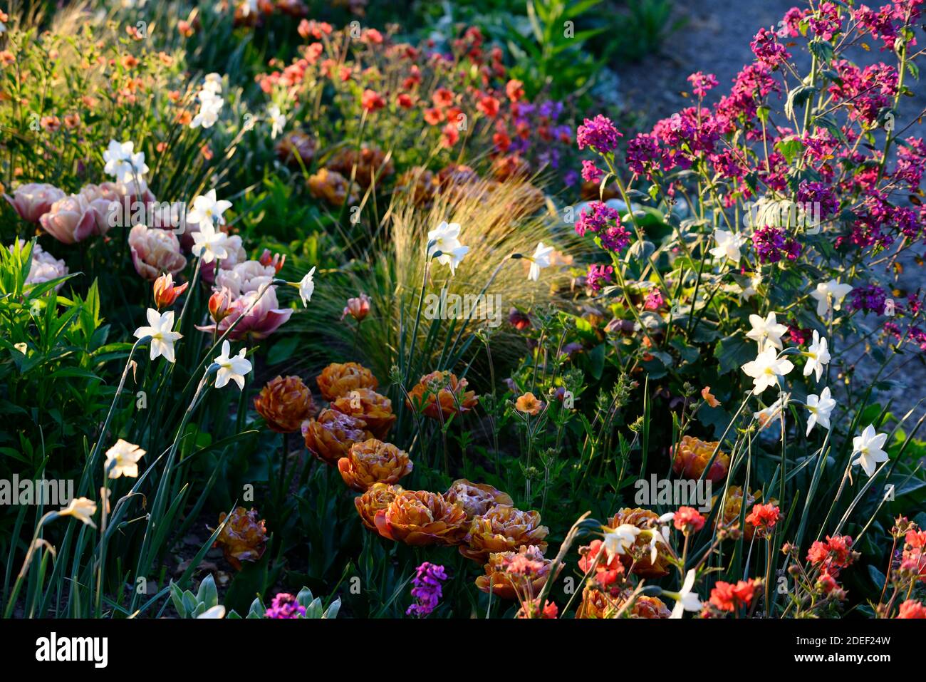 Lunaria annua chedglow hi-res stock photography and images - Alamy