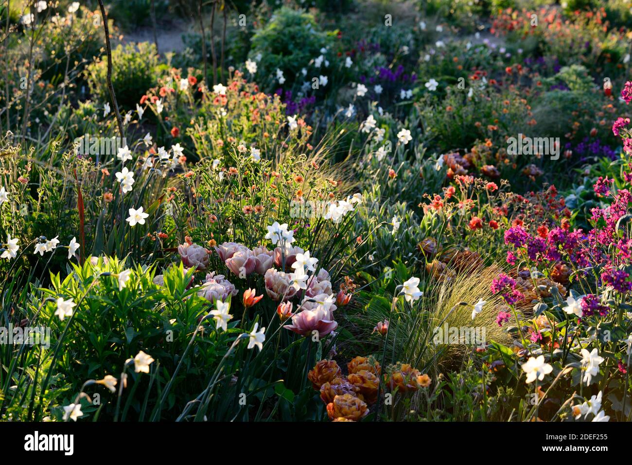 Lunaria annua chedglow hi-res stock photography and images - Alamy