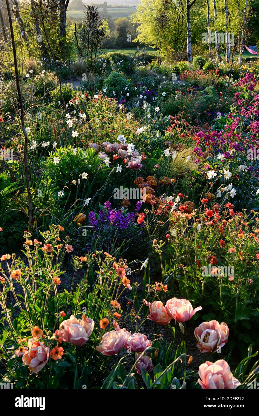 Mixed tulip planting scheme hi-res stock photography and images - Alamy