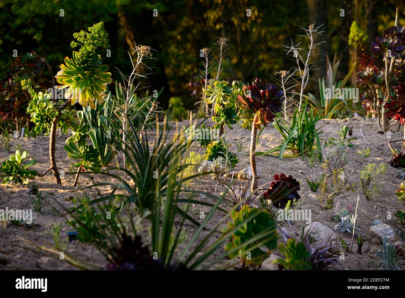 sand bed,aeonium,xeroscaping,dry bed,dry garden,xeriscaping,mix,mixed ...