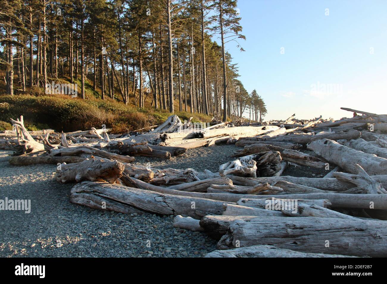 White dead wood at treeline on the beach at Ruby Beach, Washington, USA ...