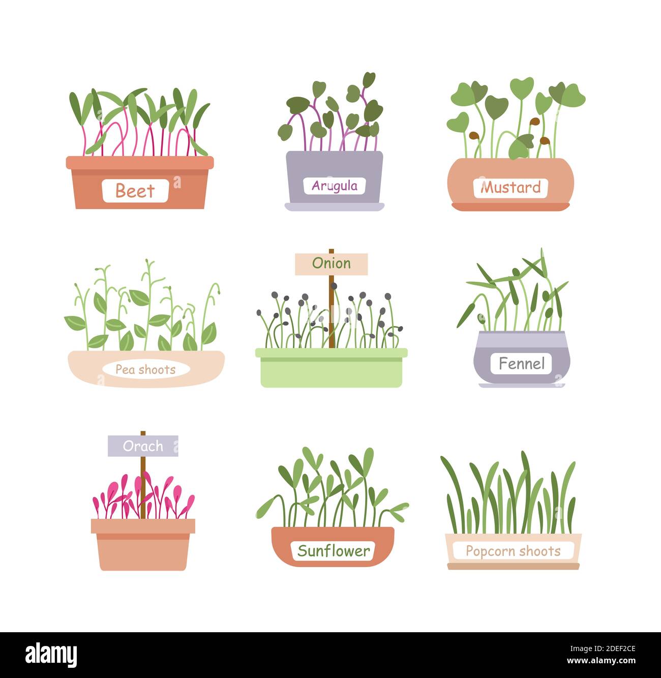 Green salad growing in Stock Vector Images - Alamy