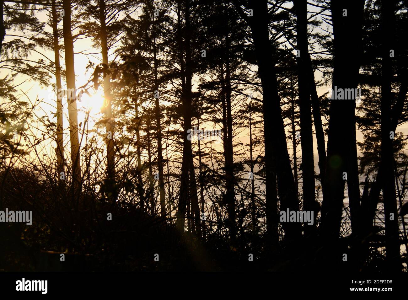 Sun shining through the trees at Ruby Beach sunset, Washington, USA ...