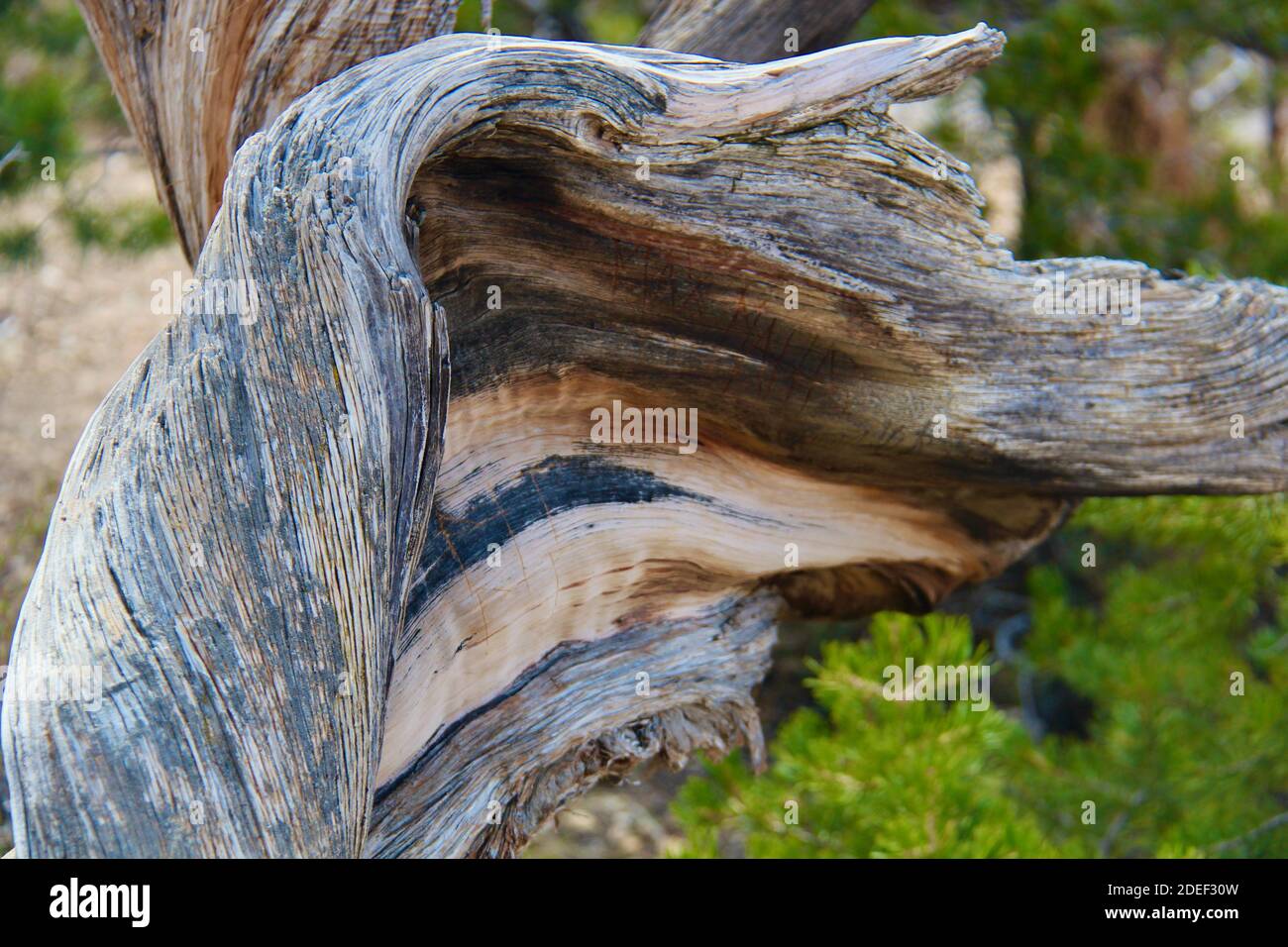 Bend tree trunk with lush green leaves in the back ground Stock Photo ...