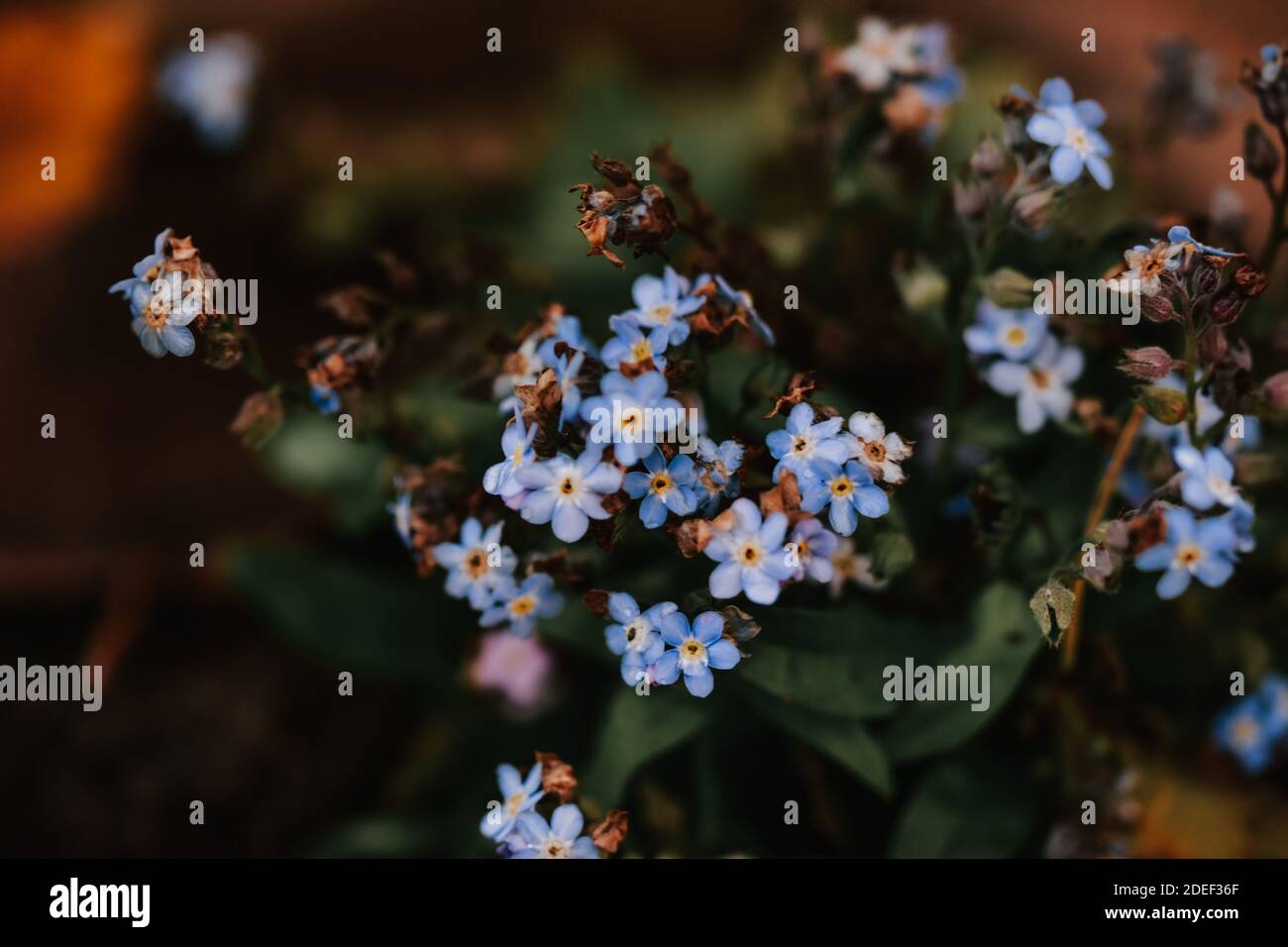 Scorpion grasses hi-res stock photography and images - Alamy