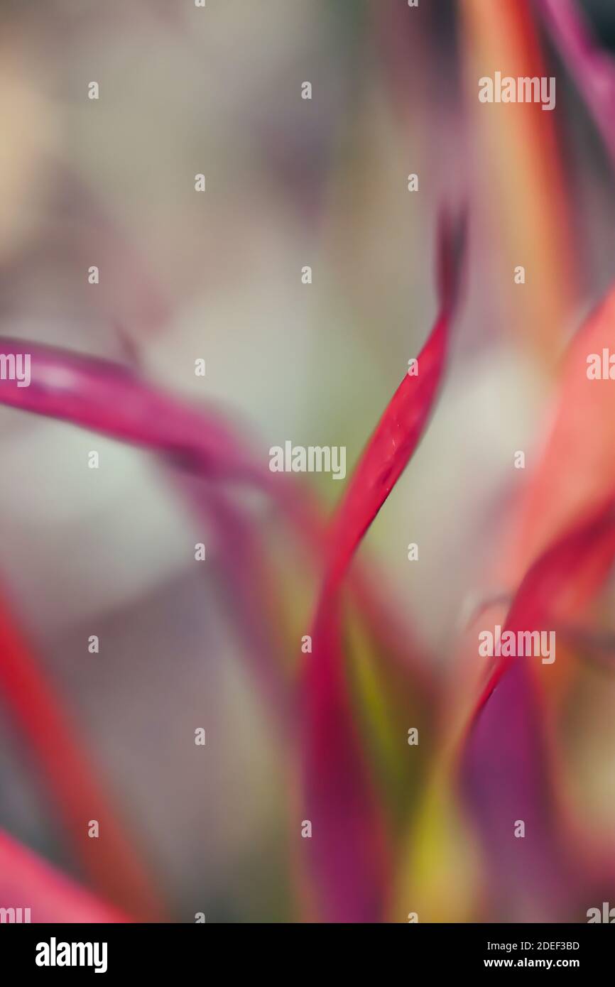 A vertical closeup shot of red plant blades Stock Photo - Alamy