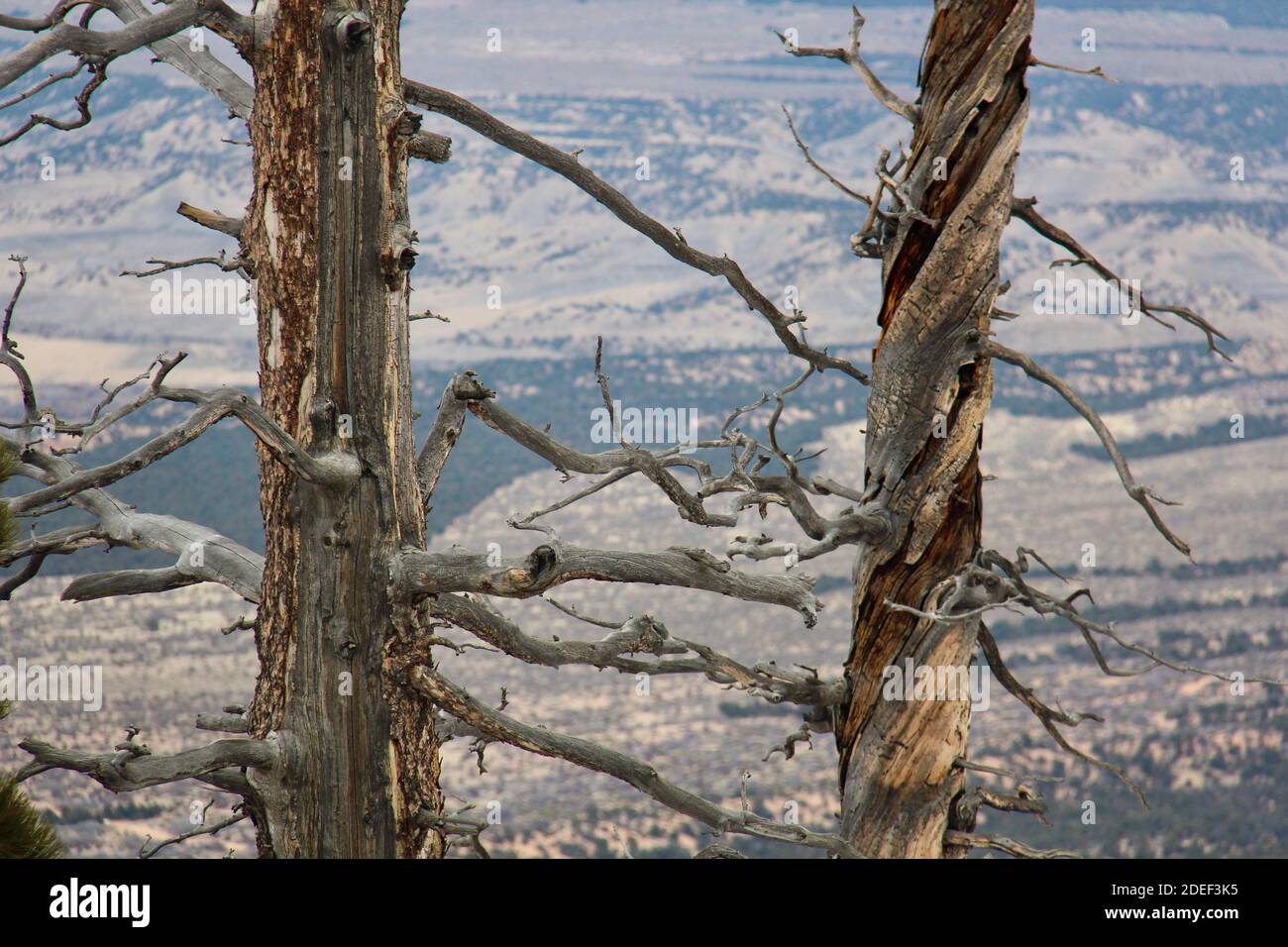 Dead and twisted tree(s) staring over the Grand Canyon, Arizona, USA ...
