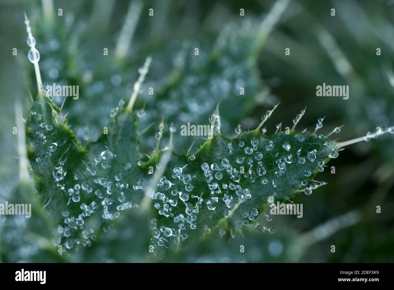 Water droplet surface tension hi-res stock photography and images - Alamy