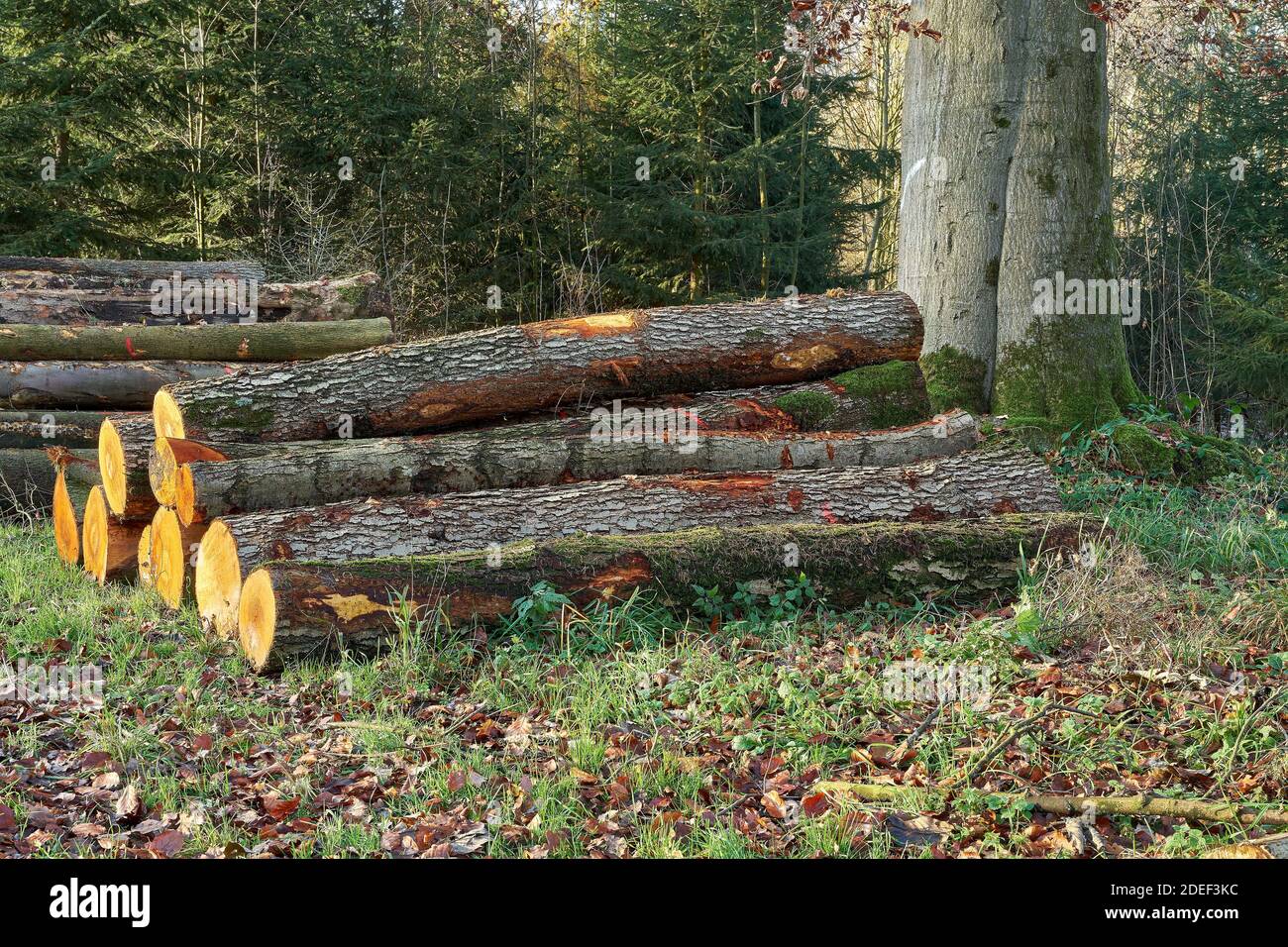 Forestry and logging. Stacked coniferous wood logs Stock Photo - Alamy