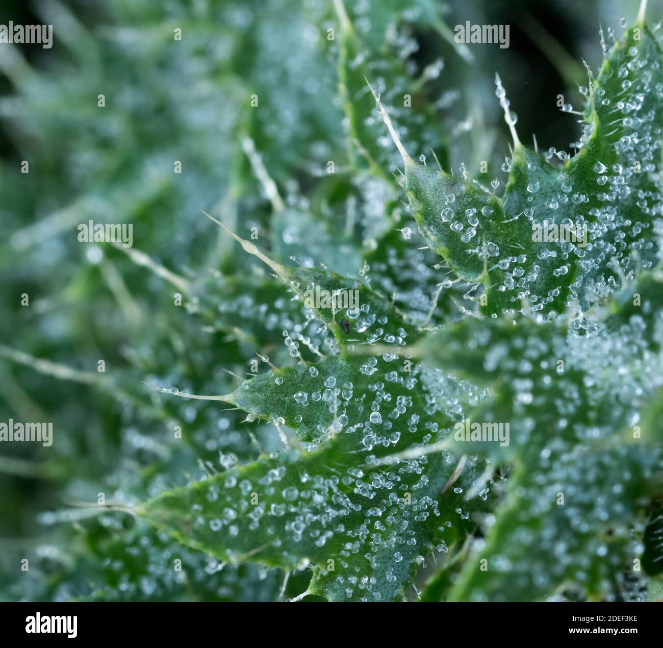 a full frame close up closeup macro detail of spiny dwarf thistle ...