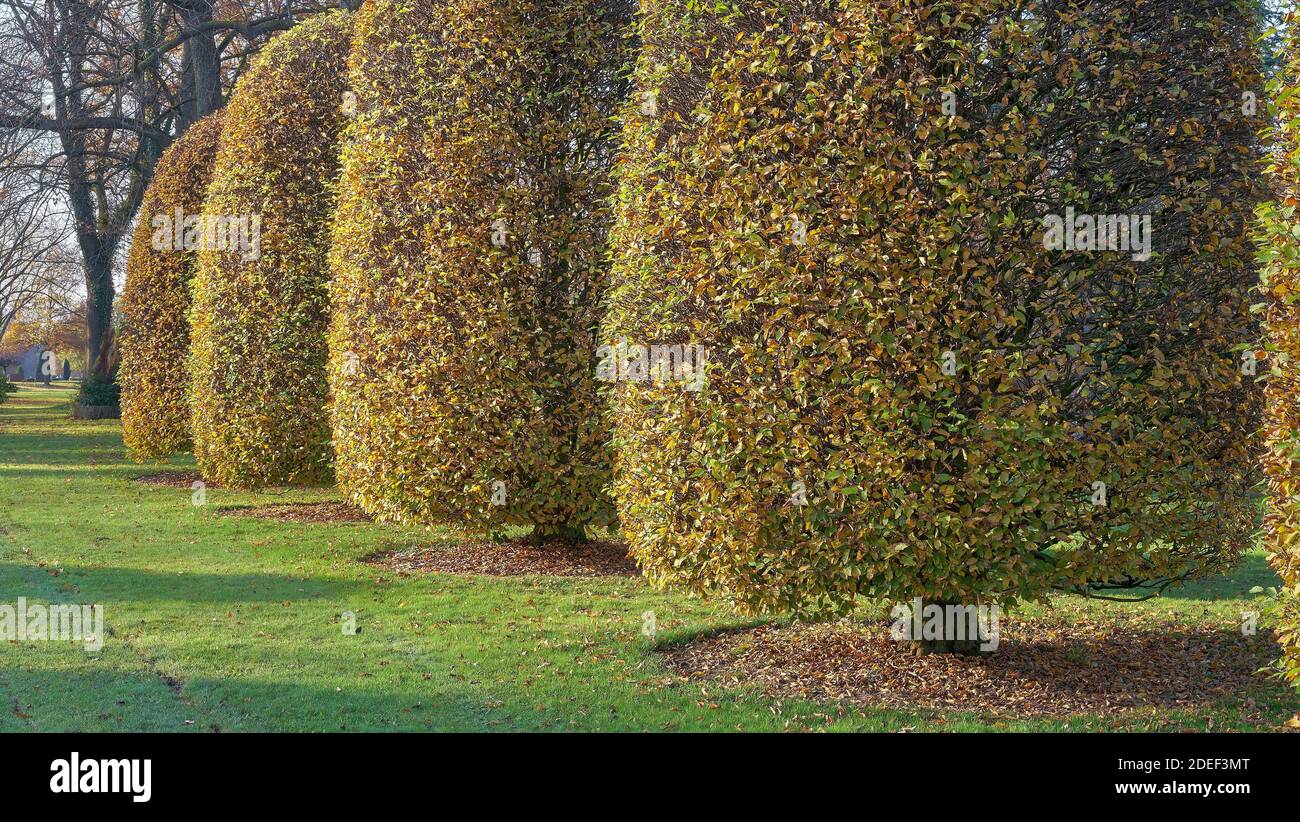 Hornbeam trees. European hornbeam in autumn. (Carpinus betulus Stock ...