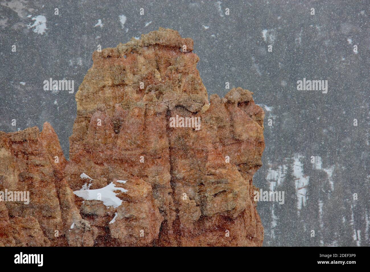 Red rock peak with snow in snowfall with pine trees in background Stock ...