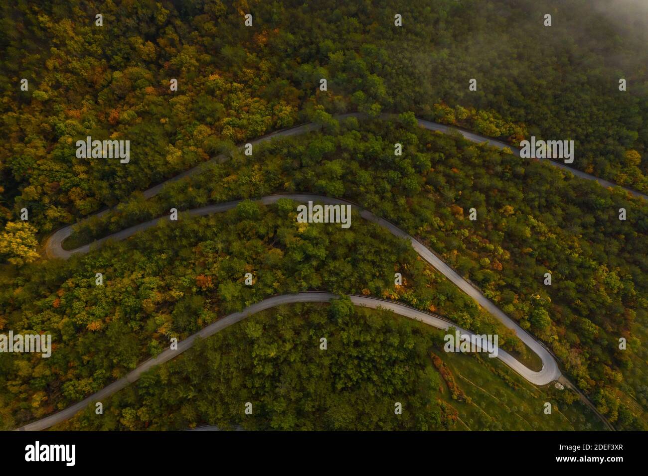 An aerial top view of a trail leading through thick forests Stock Photo ...