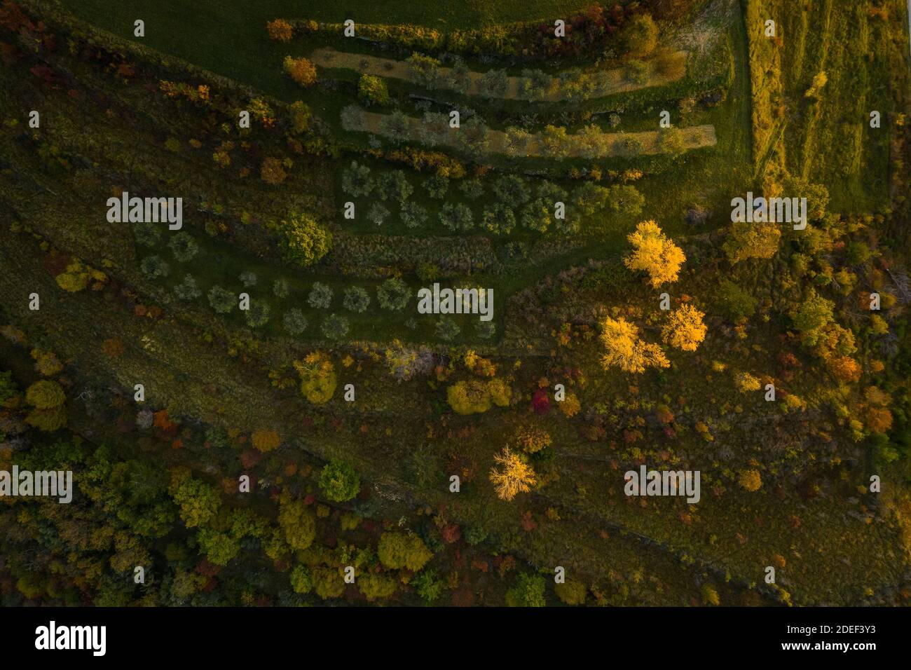 An aerial top view of trees in a forest Stock Photo - Alamy