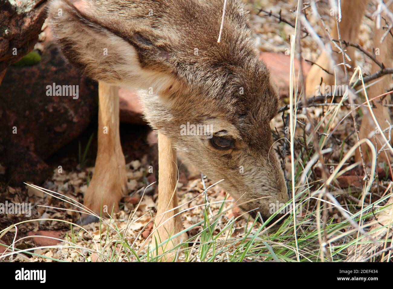 Hungry deer eating grass and plants in Zion National Park Stock Photo ...