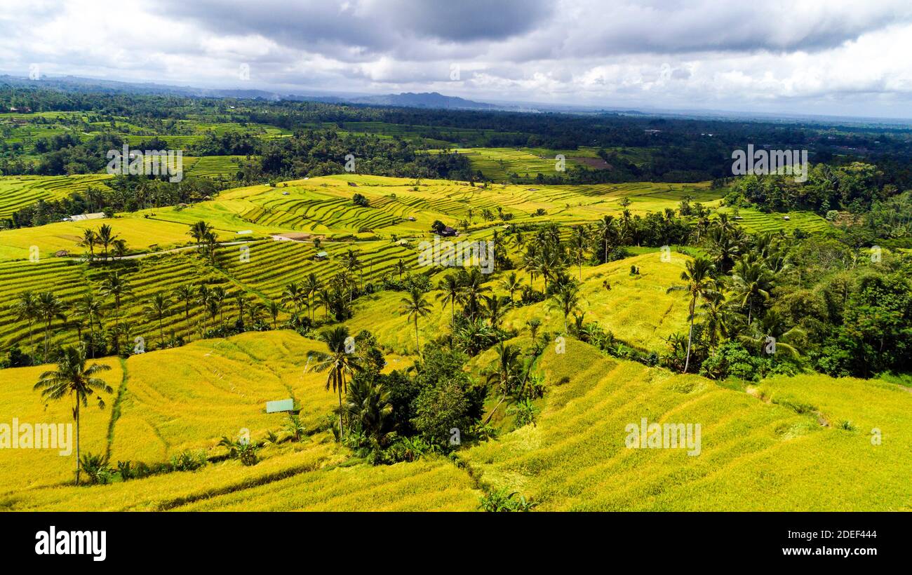 Aerial view jatiluwih rice terrace hi-res stock photography and images ...