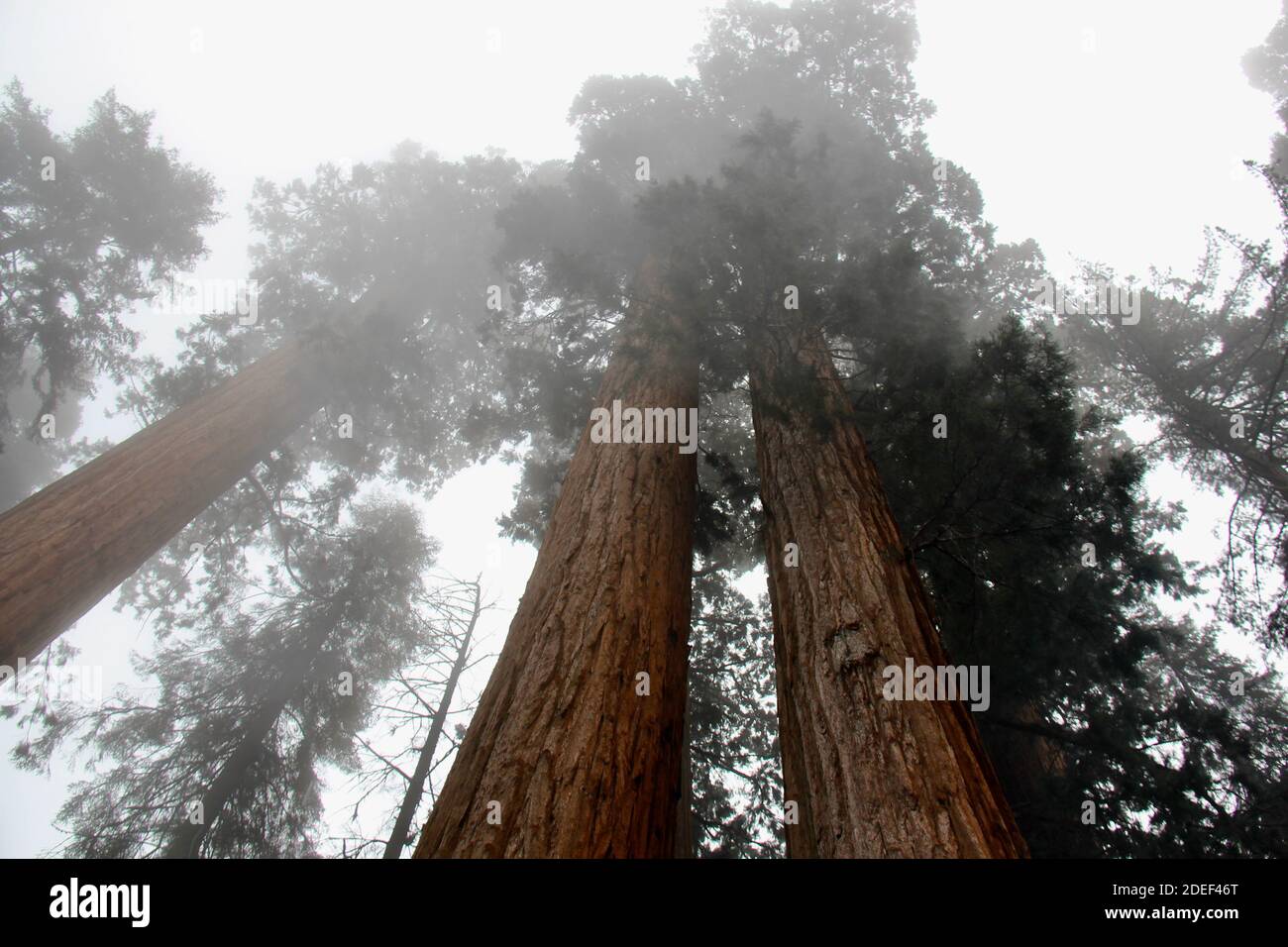 Sequoia Trees in mist Stock Photo - Alamy