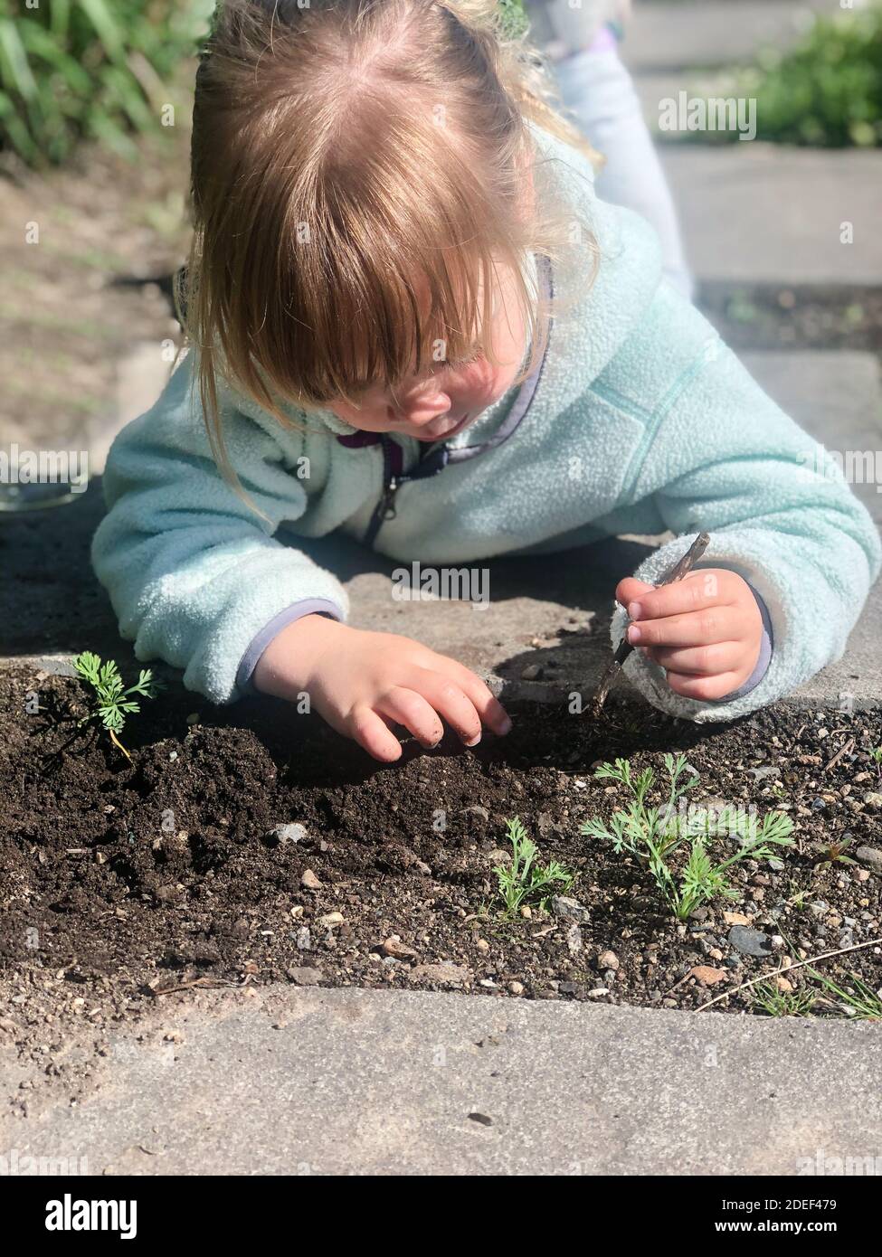 Small blonde toddler girl digging in the dirt/planting seeds in the ...