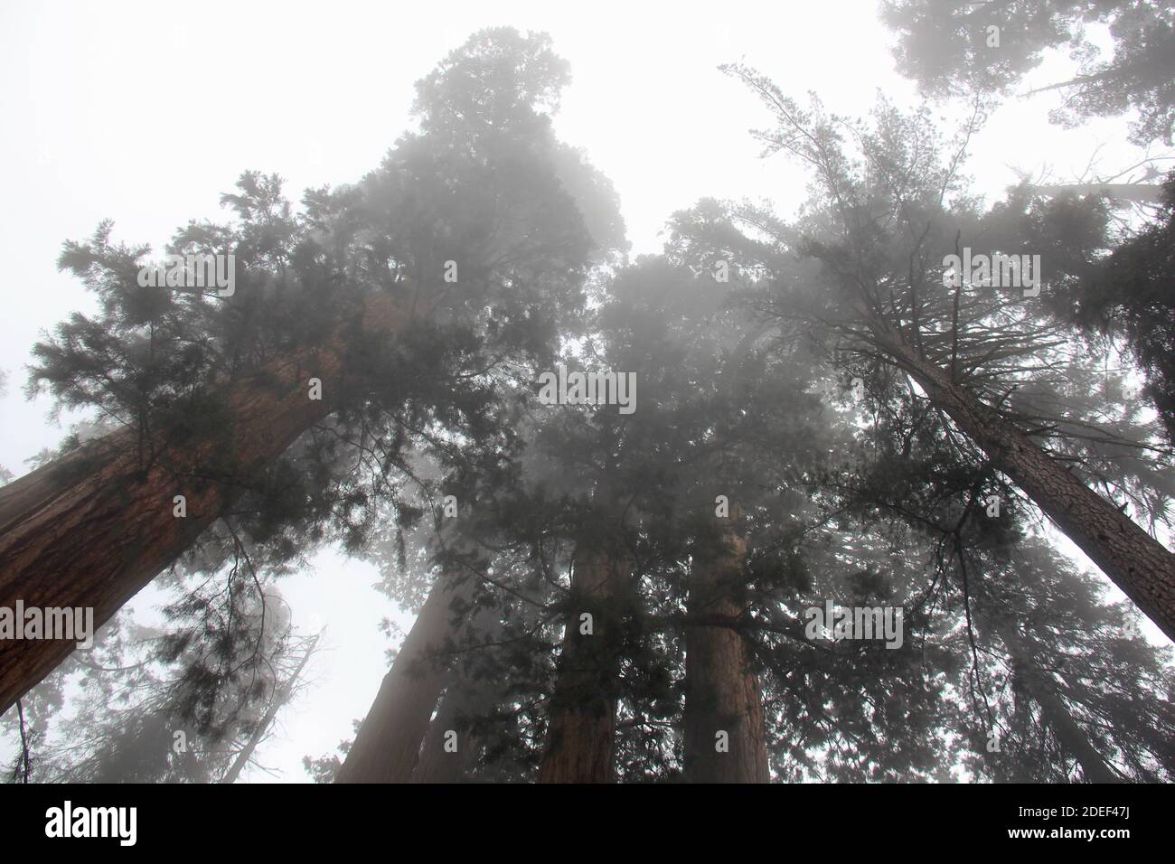 Sequoia Trees in mist Stock Photo - Alamy