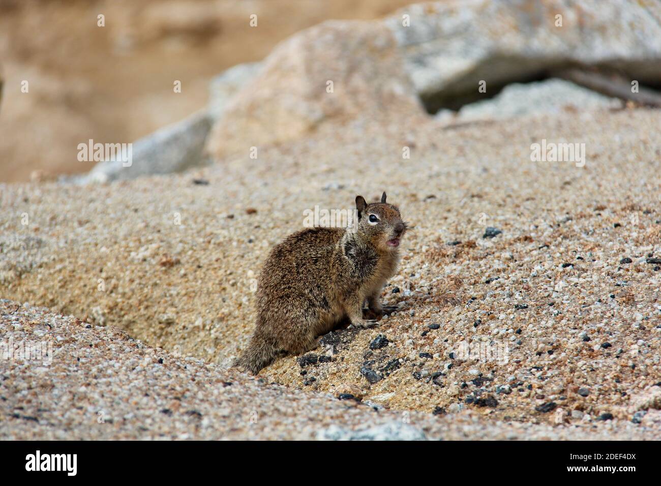 Surprised Squirrel High Resolution Stock Photography and Images - Alamy