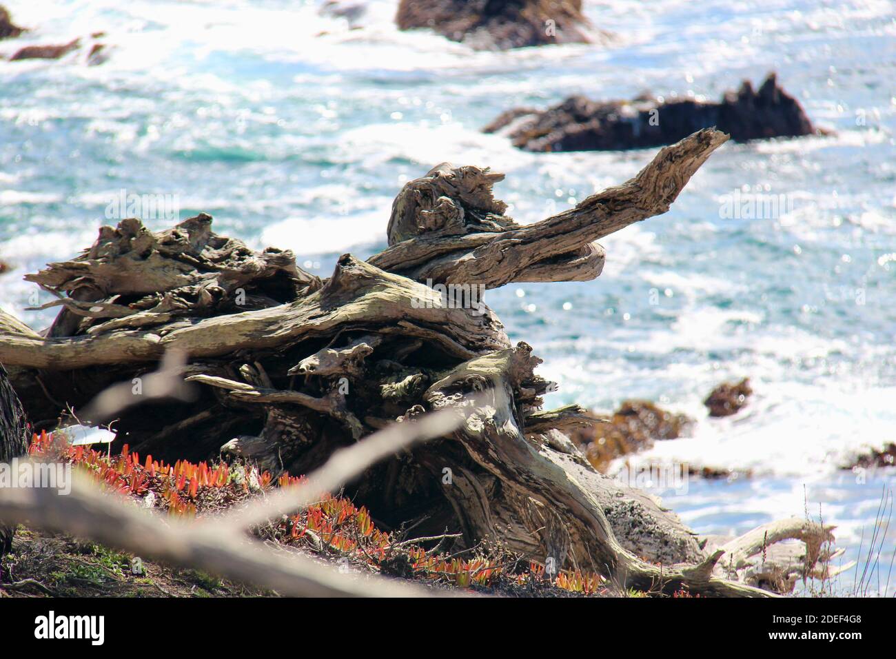 Piece of wood along the shoreline, near Bird Rock Pebble Beach Stock ...