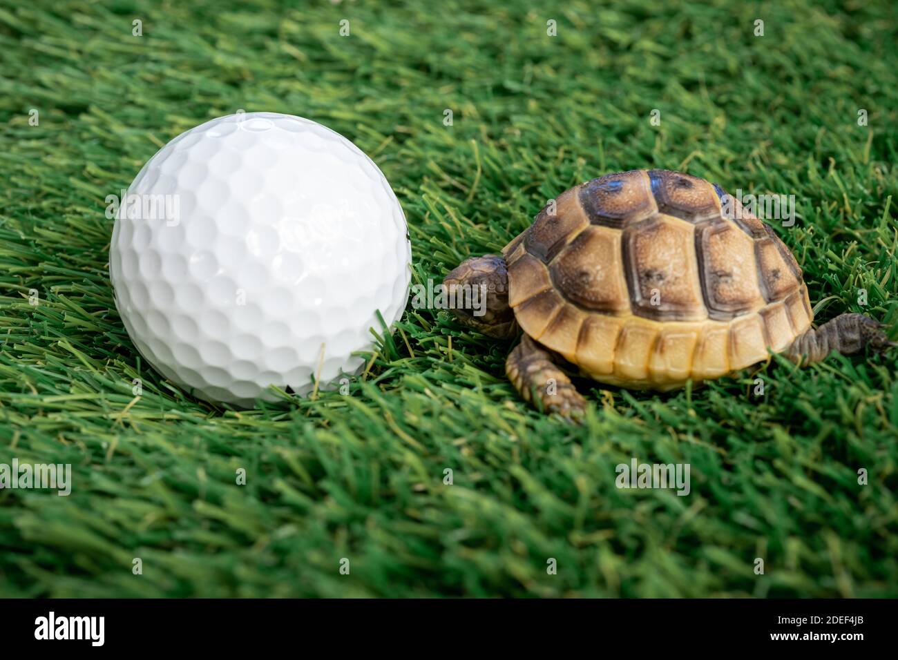 Hermann Turtle High Resolution Stock Photography and Images - Alamy