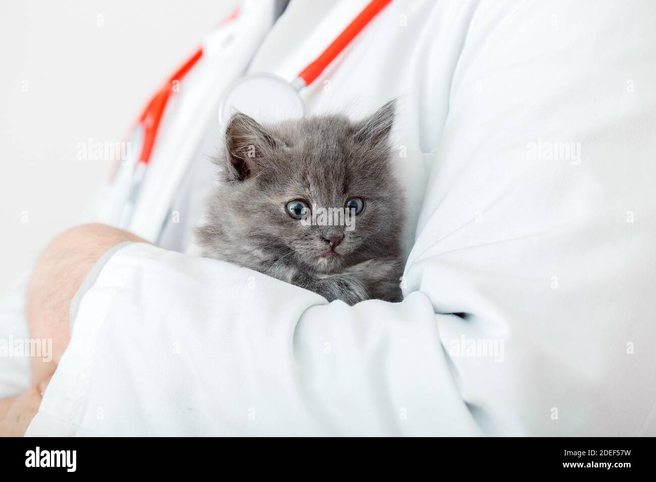 Scared fluffy gray kitten in doctor veterinarian hands in white coat ...