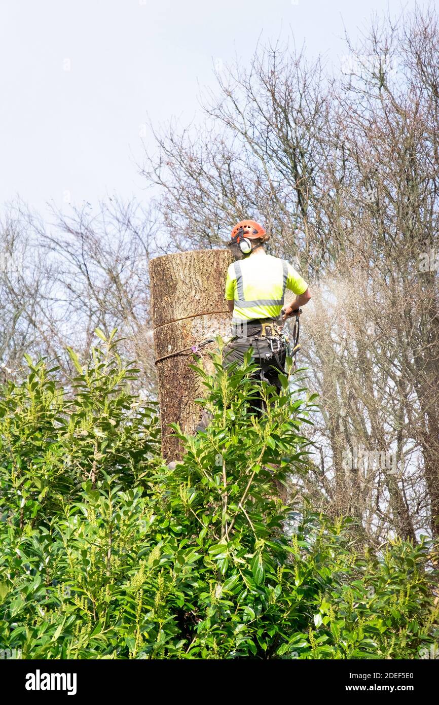 A tree surgeon felling an ash tree with dieback in sections Stock Photo ...