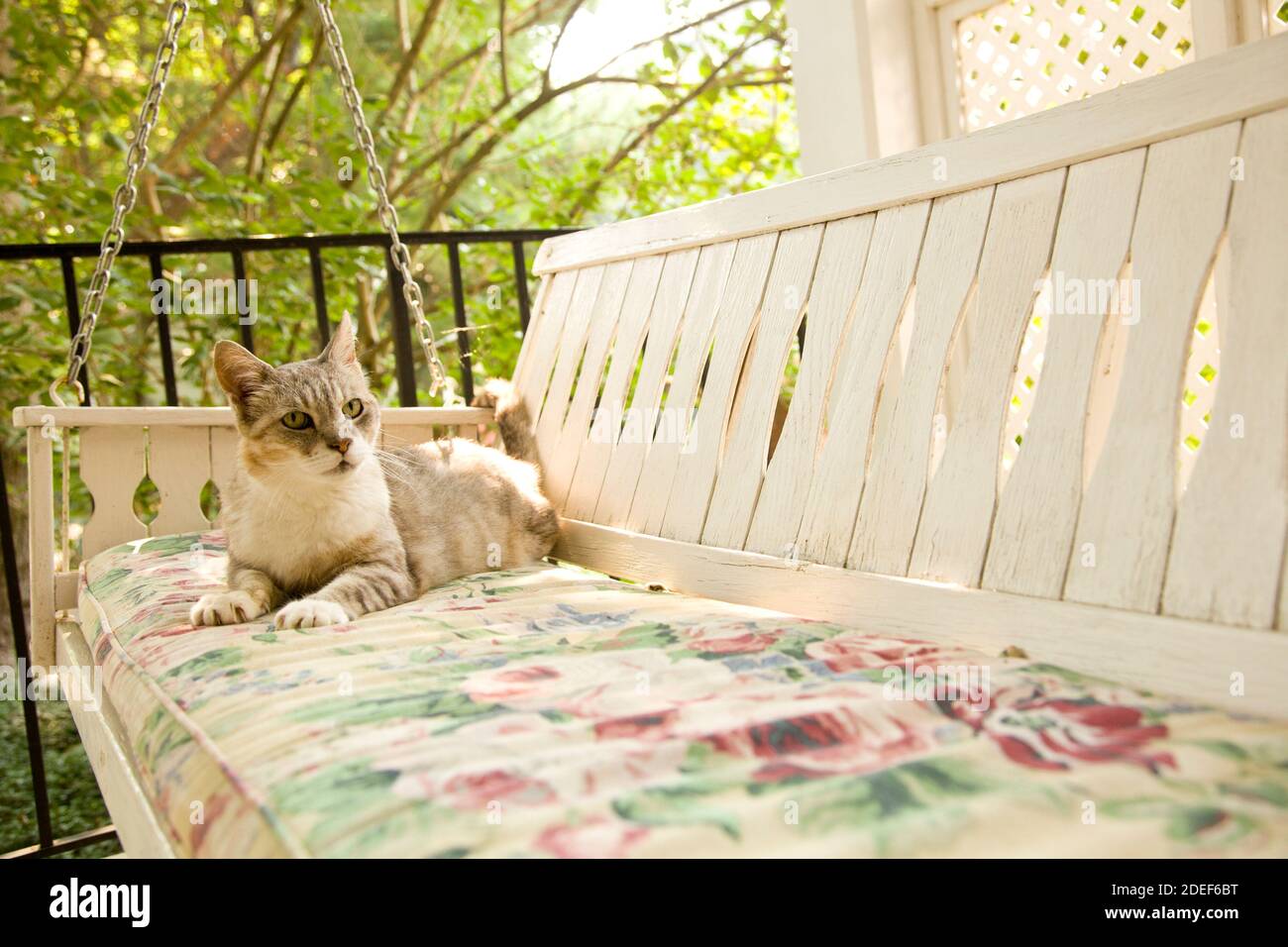 Cat on a porch swing Stock Photo - Alamy Cat on a porch swing Stock Photo - Alamy