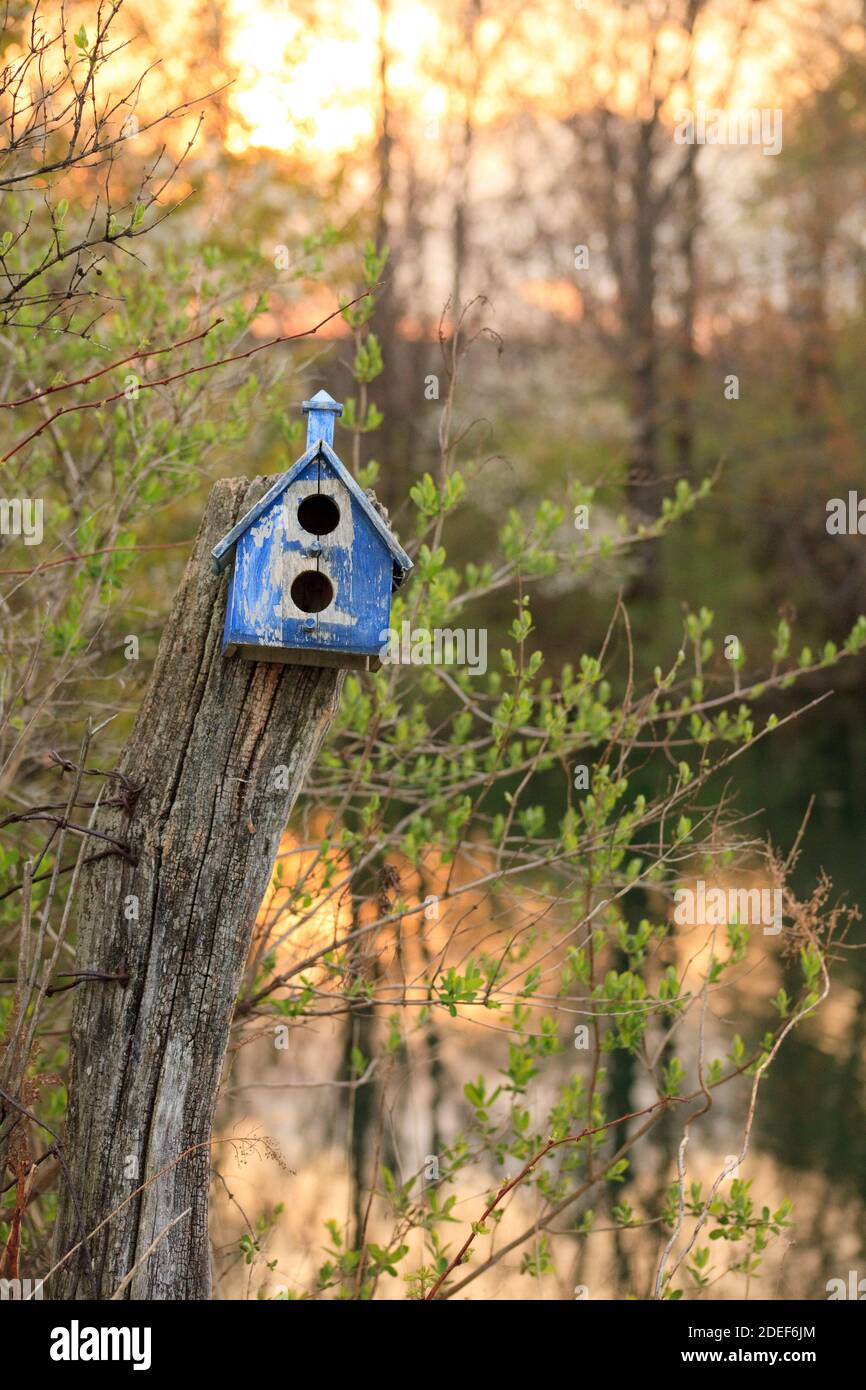 Blue Birdhouse in Tree Stock Photo - Alamy