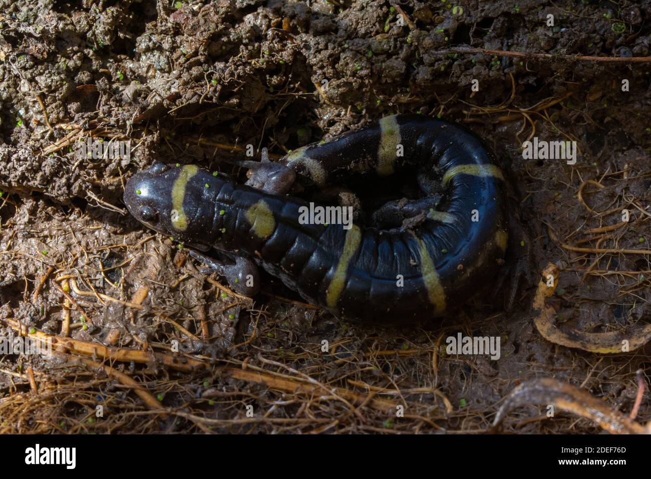 An adult male Ringed Salamander (Ambystoma annulatum) at a breeding ...