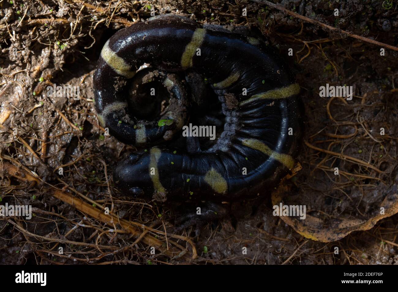 An adult male Ringed Salamander (Ambystoma annulatum) at a breeding ...