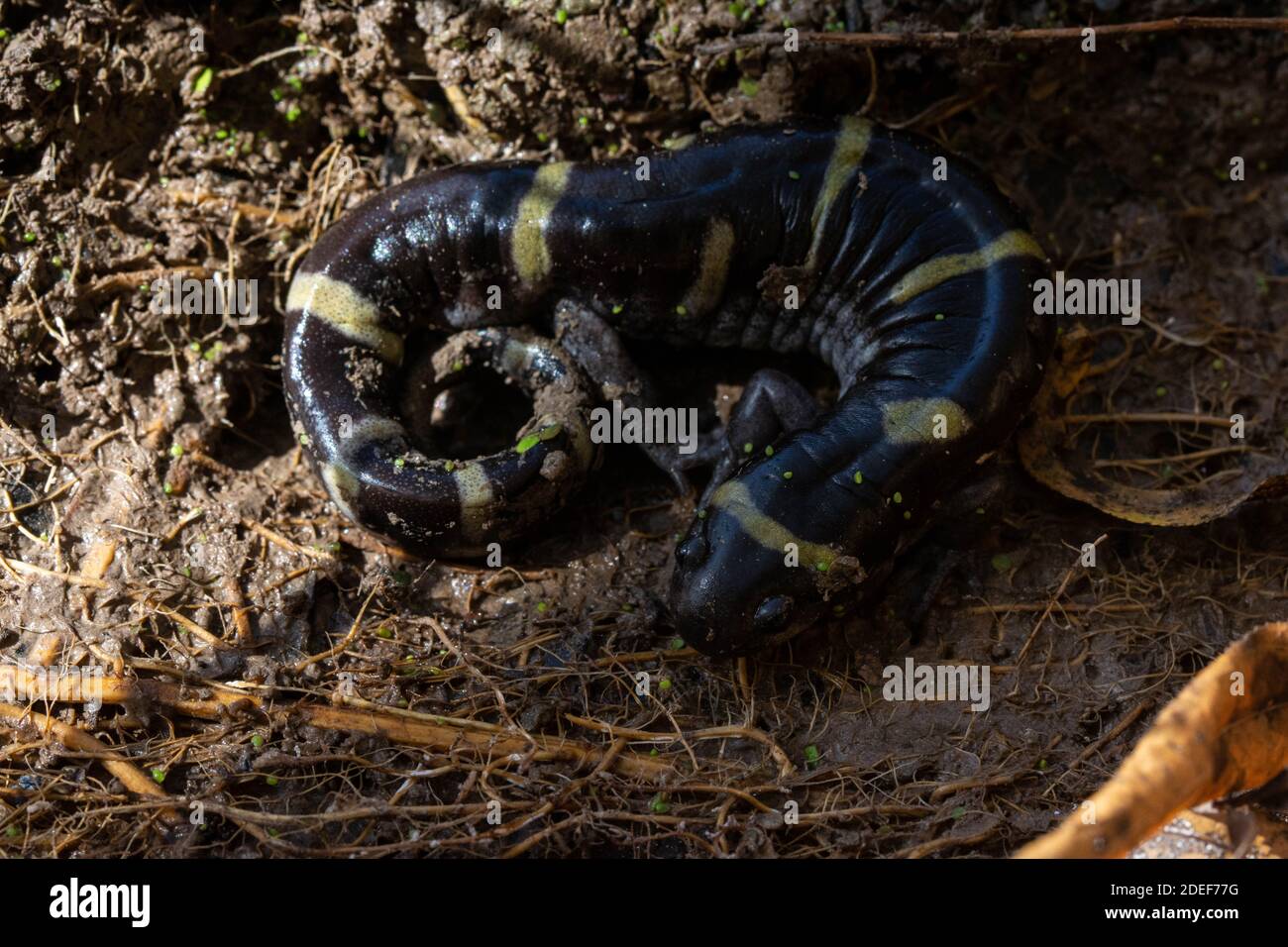 An adult male Ringed Salamander (Ambystoma annulatum) at a breeding ...