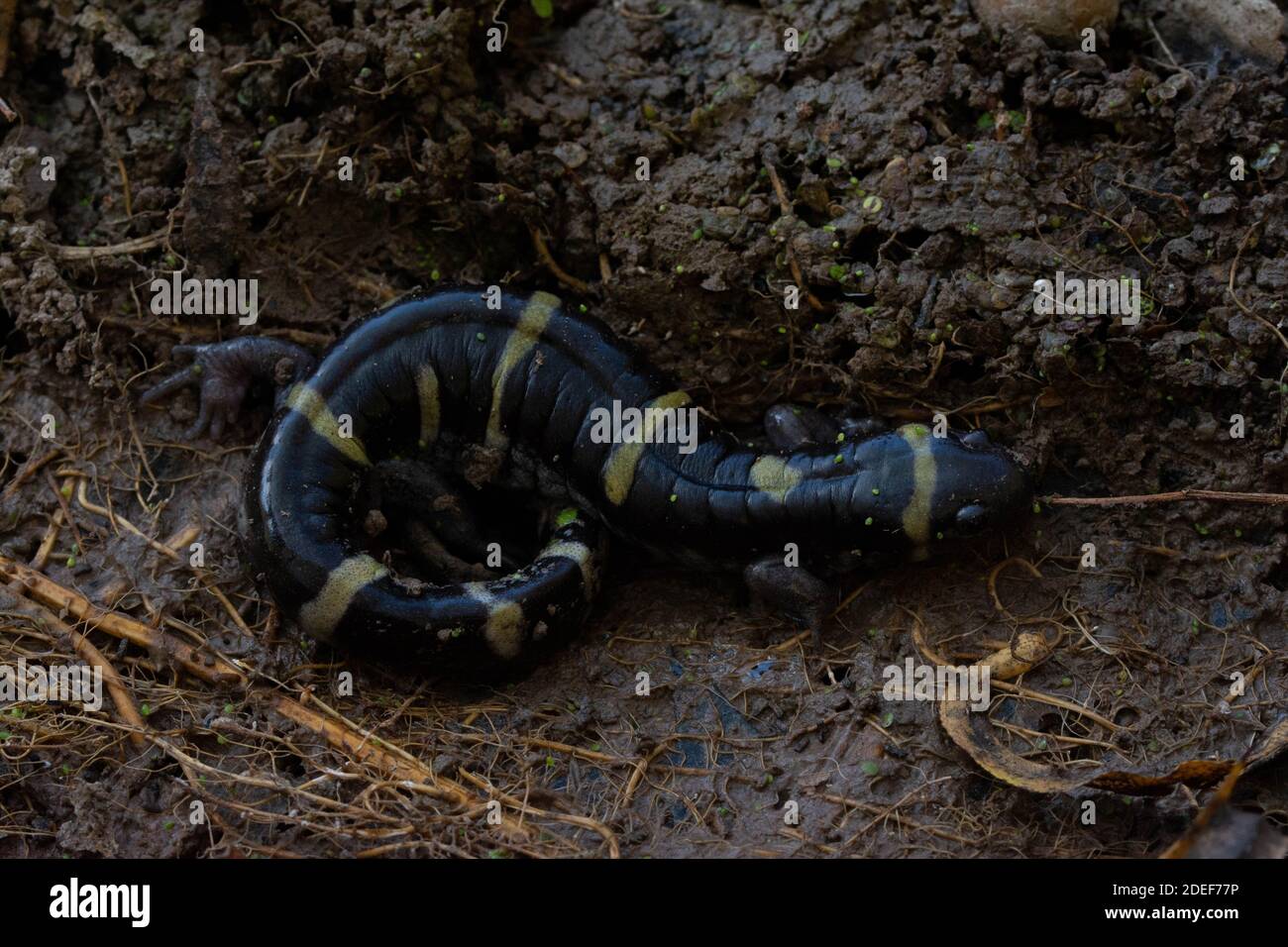 An adult male Ringed Salamander (Ambystoma annulatum) at a breeding ...