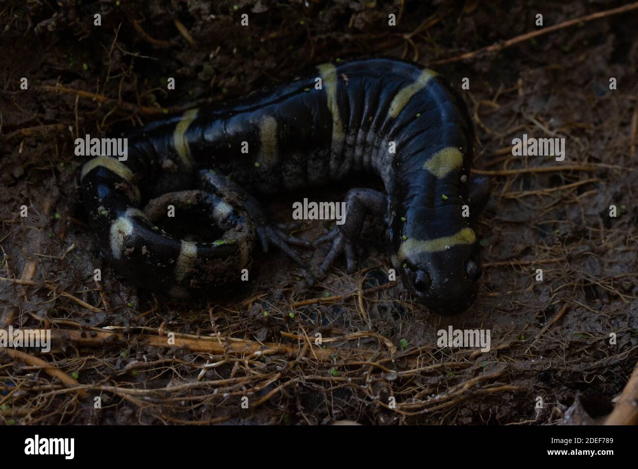 An adult male Ringed Salamander (Ambystoma annulatum) at a breeding ...