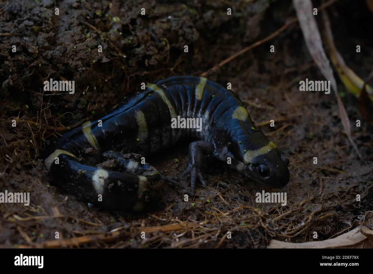 An adult male Ringed Salamander (Ambystoma annulatum) at a breeding ...