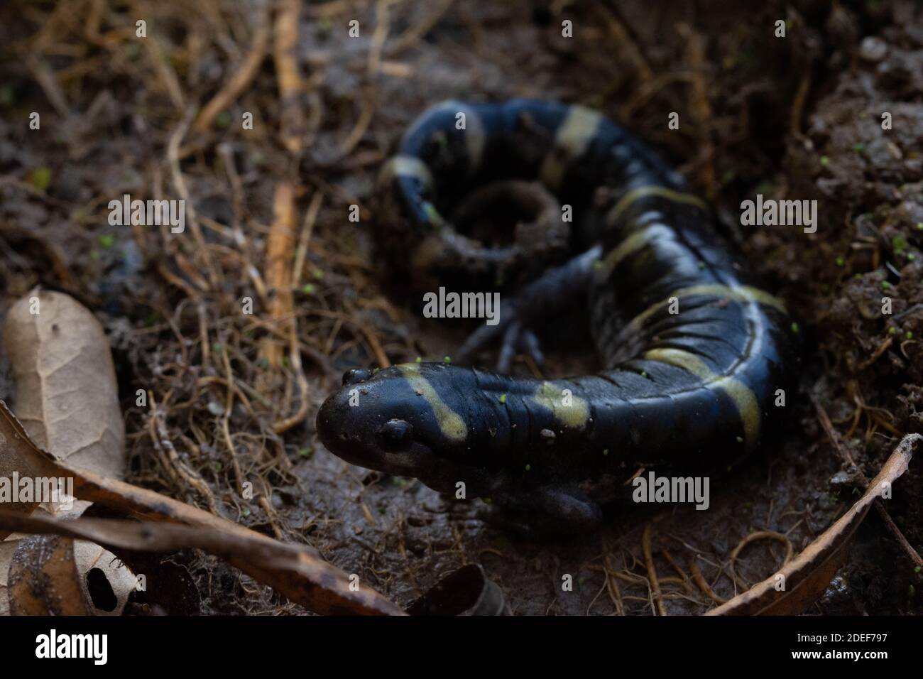 An adult male Ringed Salamander (Ambystoma annulatum) at a breeding ...