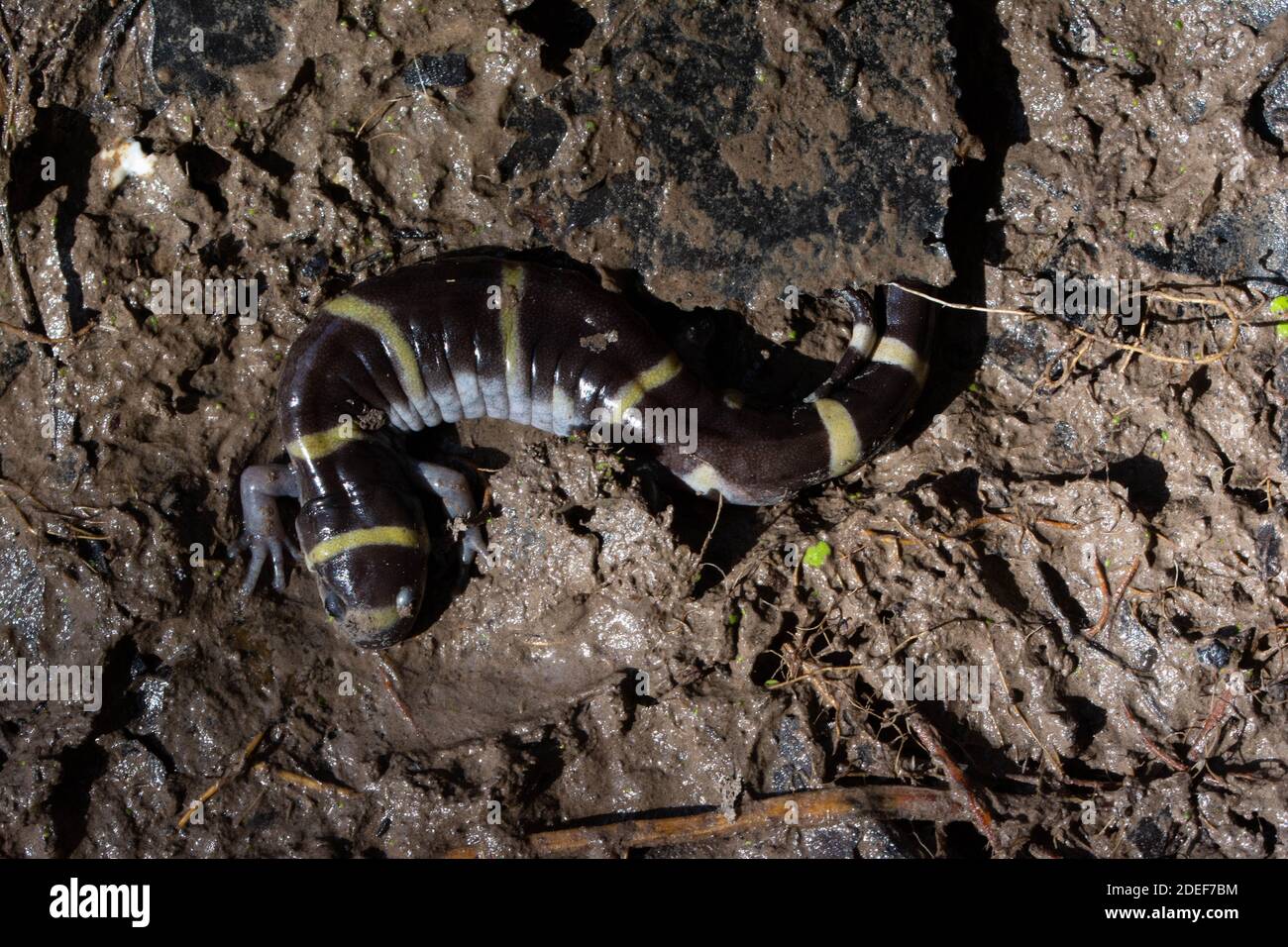 An adult male Ringed Salamander (Ambystoma annulatum) at a breeding ...