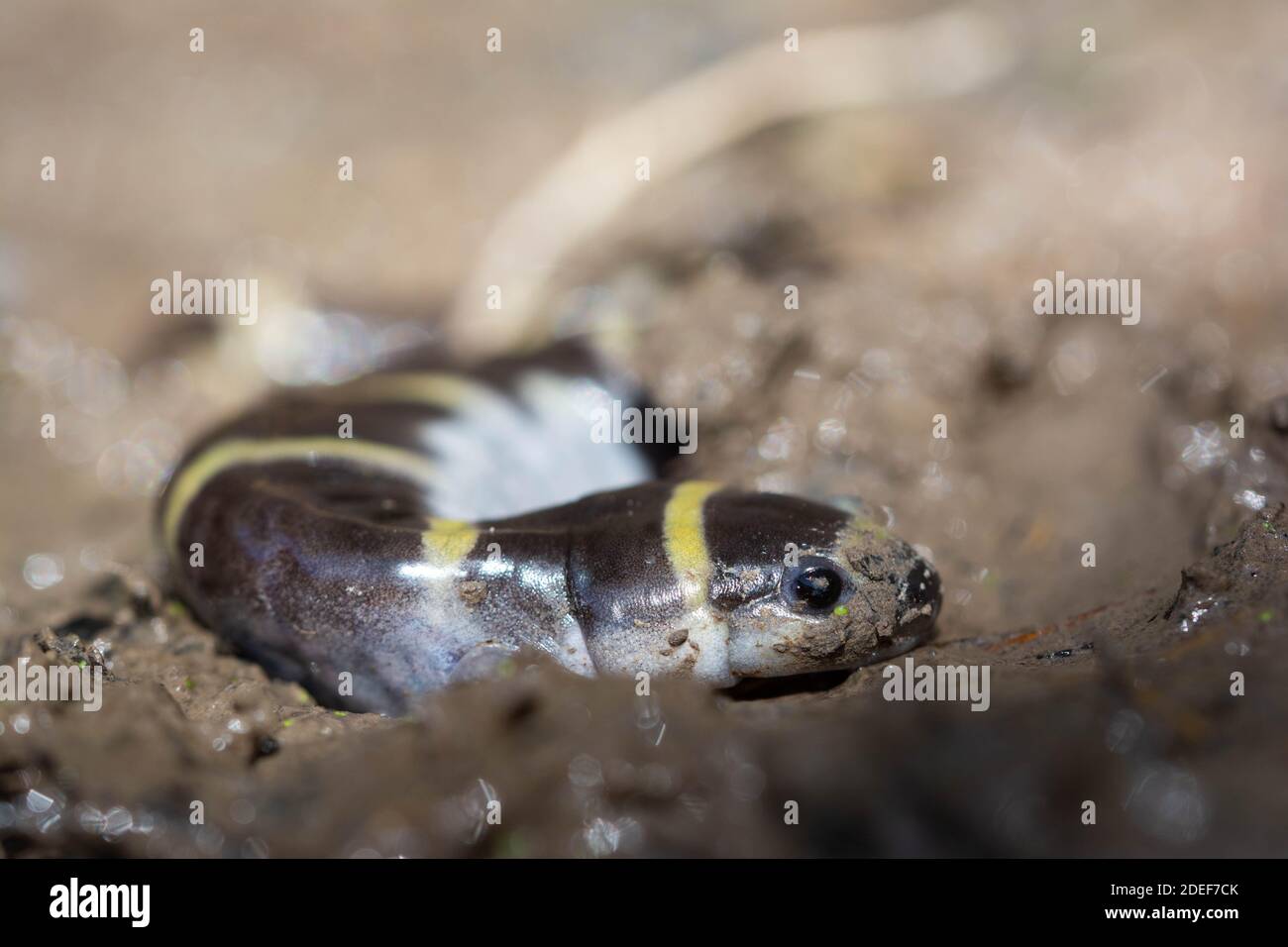 An adult male Ringed Salamander (Ambystoma annulatum) at a breeding ...