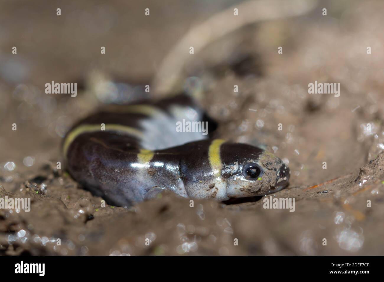 An adult male Ringed Salamander (Ambystoma annulatum) at a breeding ...
