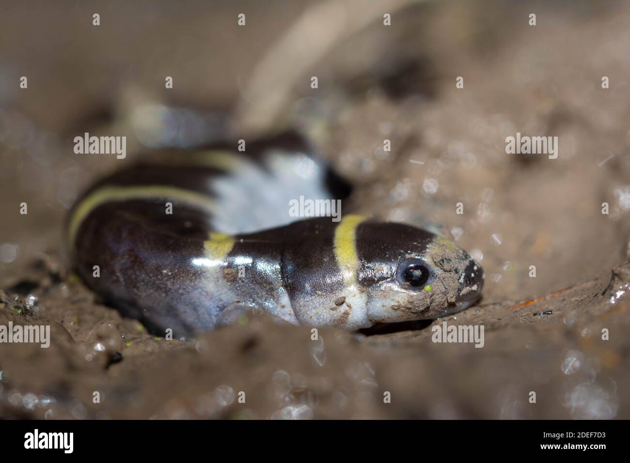 An adult male Ringed Salamander (Ambystoma annulatum) at a breeding ...