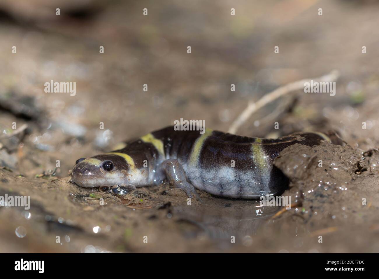 An adult male Ringed Salamander (Ambystoma annulatum) at a breeding ...