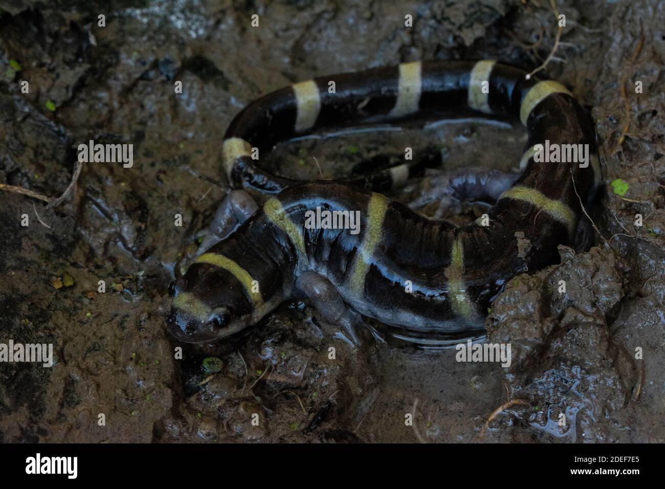 An adult male Ringed Salamander (Ambystoma annulatum) at a breeding ...