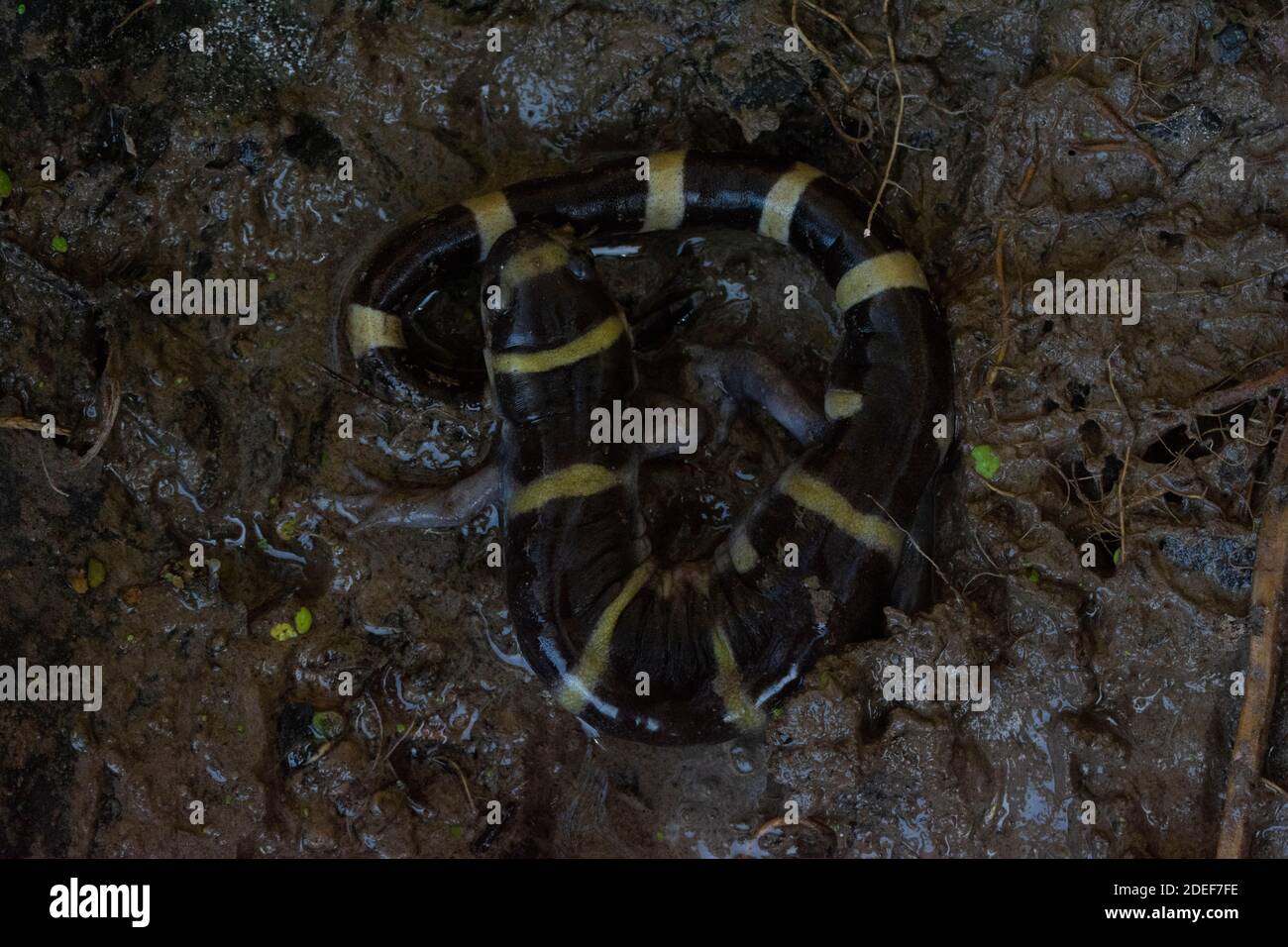 An adult male Ringed Salamander (Ambystoma annulatum) at a breeding ...