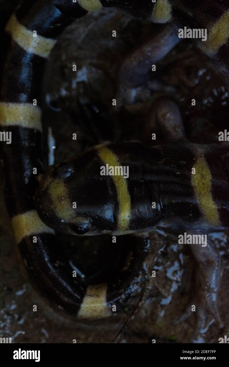 An adult male Ringed Salamander (Ambystoma annulatum) at a breeding ...